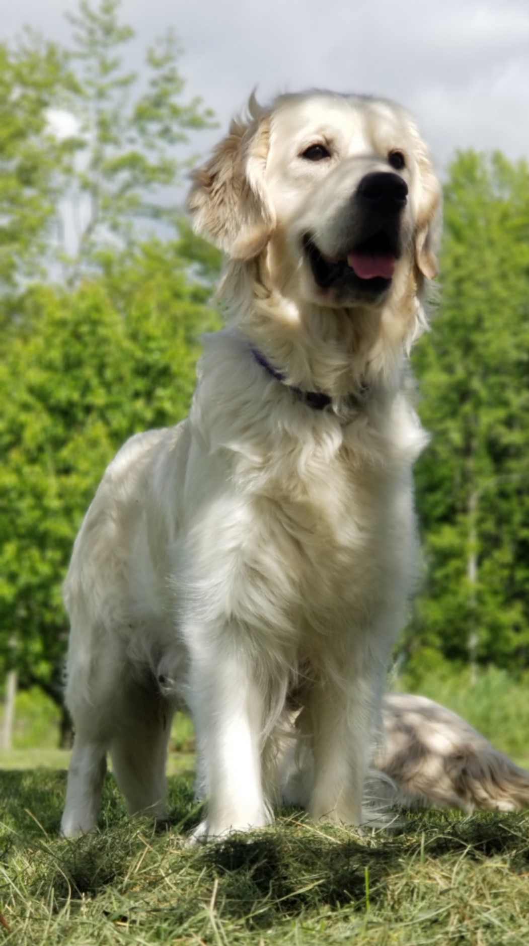 GOLDEN GIRLS – Whispering Willow Goldens