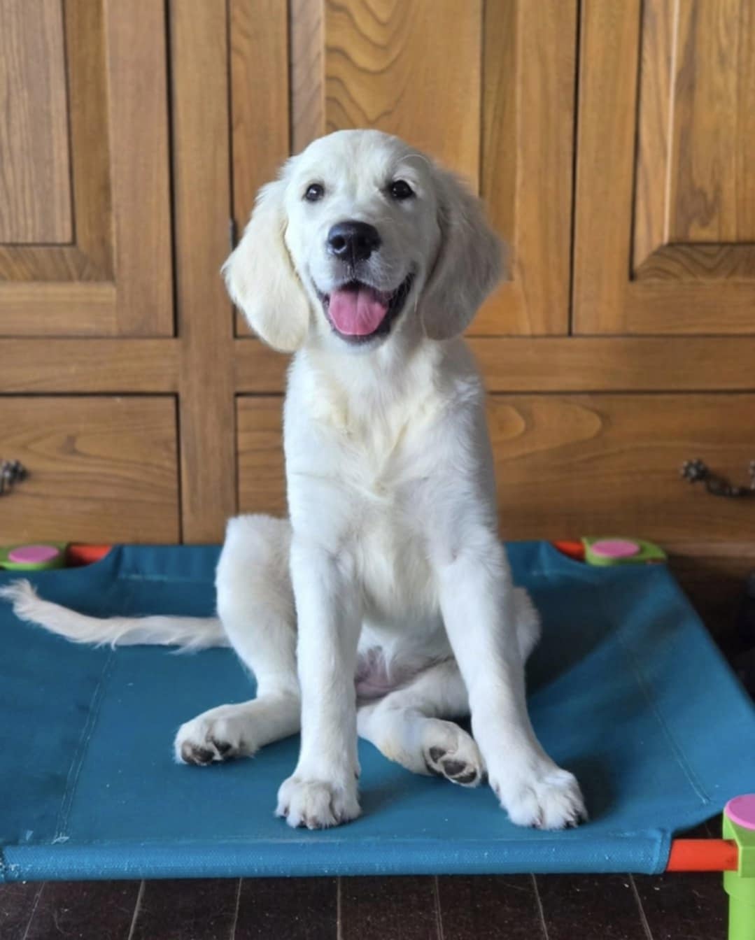 Wren – Whispering Willow Goldens